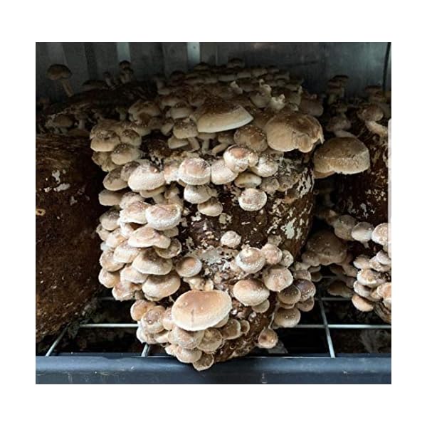 100 Grams of Shiitake Mushroom Spawn Mycelium to Grow Gourmet and ...