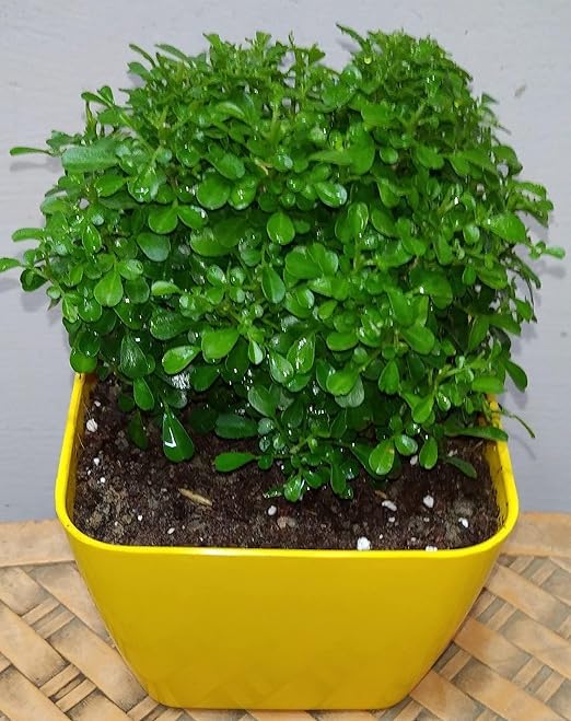 Beautyful Table Kamini Dwarf Kamini Pack of 1 : Amazon.in: Garden ...