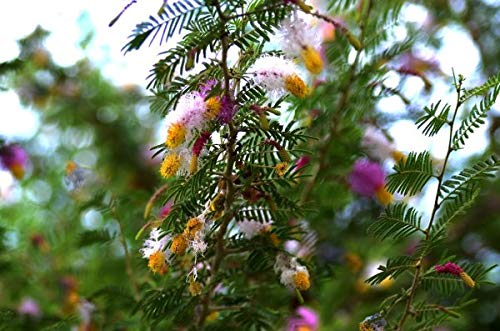 Rameshvar Enterprises | Shami Patra, Banni Tree, Shami Plant (शमी) (20 ...