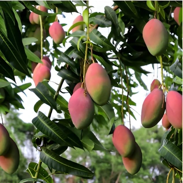 Green View® Ratna Mango Live Plant (Hybrid Aam, Alphonso × Neelum Cross ...