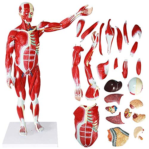 Buy DLPPPA Educational Model 78Cm Human Muscle Model Human Anatomy ...