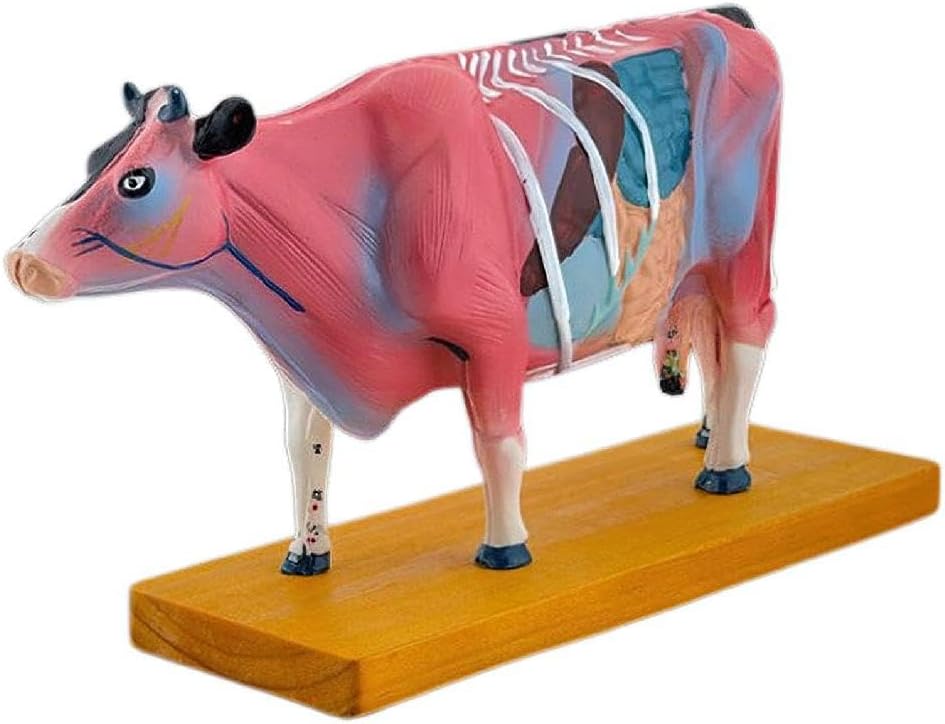 Amazon.com: Cattle Anatomy Model Animal Anatomical Model for Veterinary ...