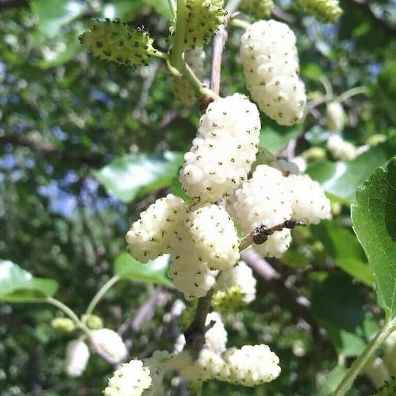 MITU Mulberry Fruit Plant White Mulberry Plant Rare Plant Roof Garding ...
