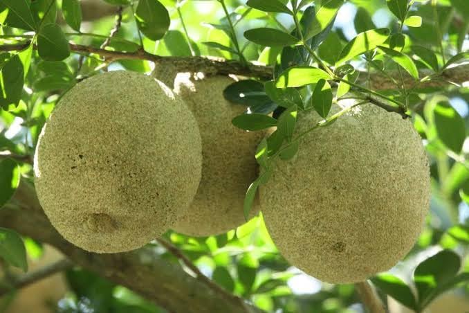 Thai wood apple (kothbel) Fruit Plant"1 Healthy Live Super Yielding ...