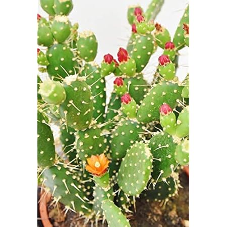 Rameshvar Enterprises | Nagfani Prickly Pear Live Plant : Amazon.in ...