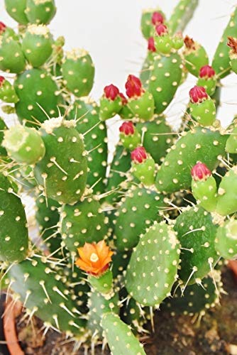 Rameshvar Enterprises | Naagphani/Nagfani/Nagphani Charming Cactus ...