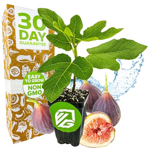 Best Fig Tree Seeds: Grow Your Own Delicious Figs at Home - Totally ...