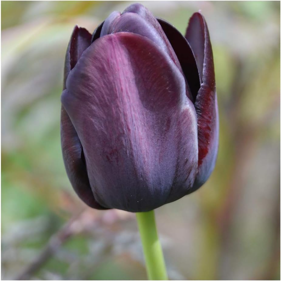 6 X Tulip Queen of The Night – Distinctive Deep Maroon Tulips - Spring ...