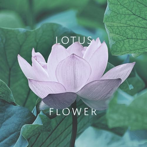Écouter Lotus Flower de Michael Tedstone & Ling Peng sur Amazon Music