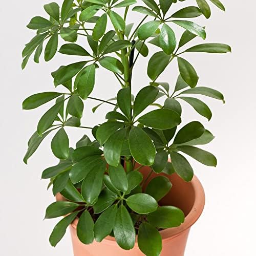 1 x Schefflera Nora Dwarf Umbrella Plant | Premium Compact Houseplant ...