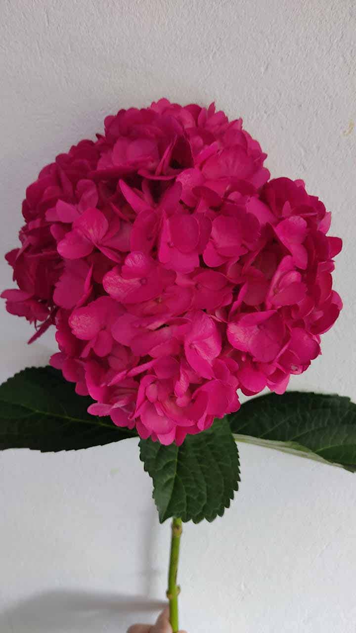 Hot Pink Hydrangea Bouquet