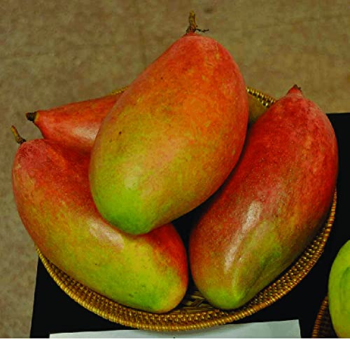 WinWood Anderson Mango Live Plant (Healthy & Grafted) : Amazon.in ...