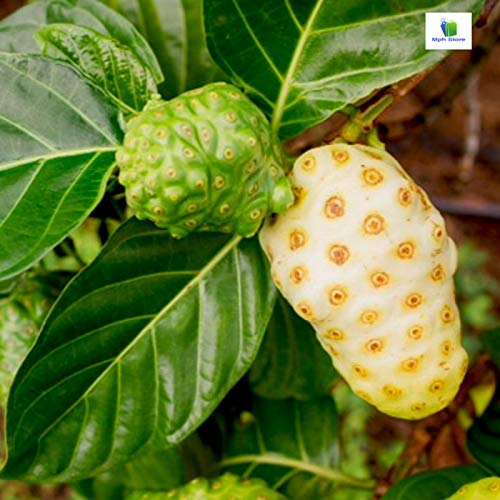 Mphmi Nurseryplant Madagascar Almond, Mini Badam, Terminalia mantaly ...