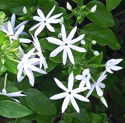 Linaa Pink Bud Kundo Jasmine Flower Plant/pink jasmine : Amazon.in ...