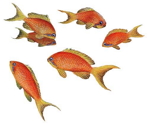 Amazon.com: Walls of the Wild Goldfish Wall Decals (5 in. x 4 in ...