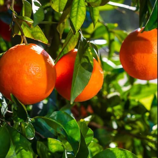 Amazon.com : Citrus Tree Live Blood Orange Tree Grafted Red Orange Tree ...