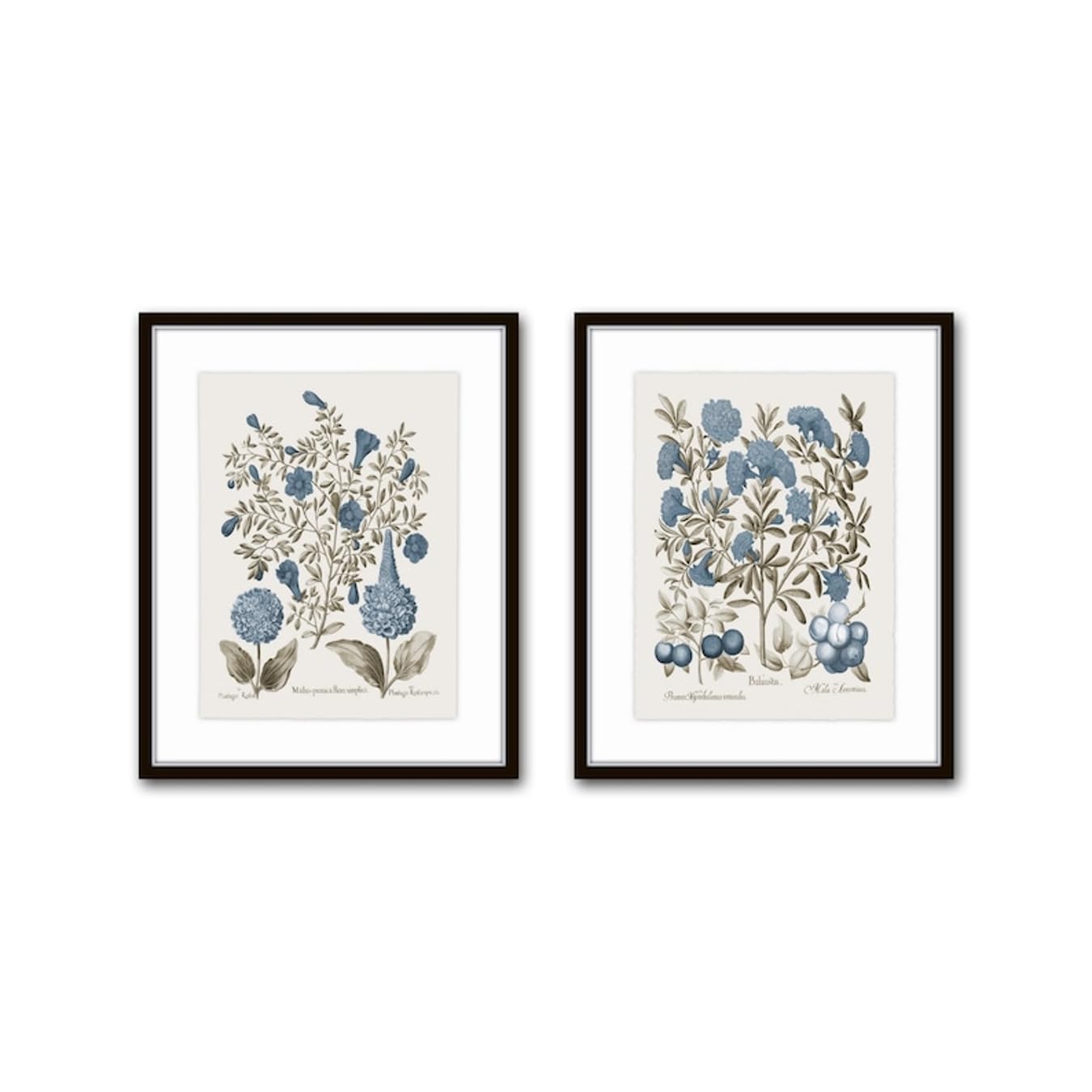 Amazon.com: Sepia & Blue Botanical Prints No 2, Wall Decor, Wall Art ...