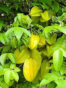 Greenlifelive Sweet Kamrak/Star Fruit/Carambola Tree Plant Saplings ...