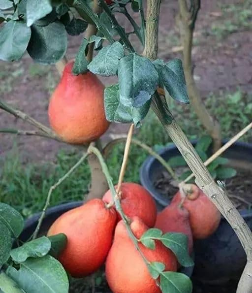 Cloud Farm Hybrid Grafted Red Pomelo Plant CF032516 : Amazon.in: Garden ...