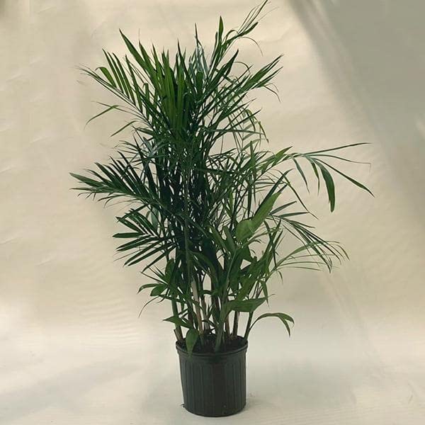 Chamaedorea Seifrizii, Bamboo Palm - Plant : Amazon.in: Garden & Outdoors