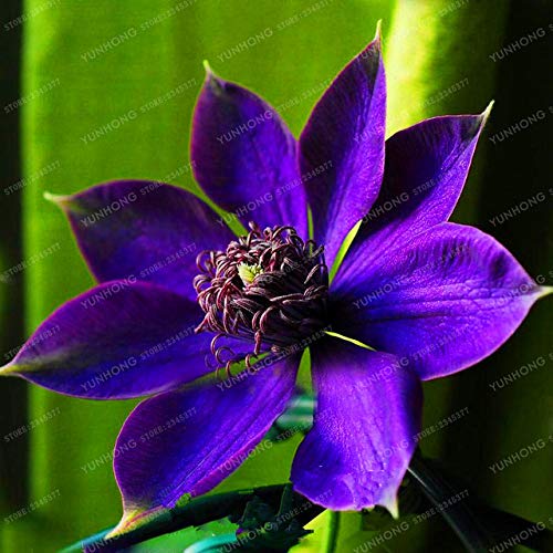 70 Pcs/Bag Clematis Seeds Flower Clematis Vines Seeds Flower Perennial ...