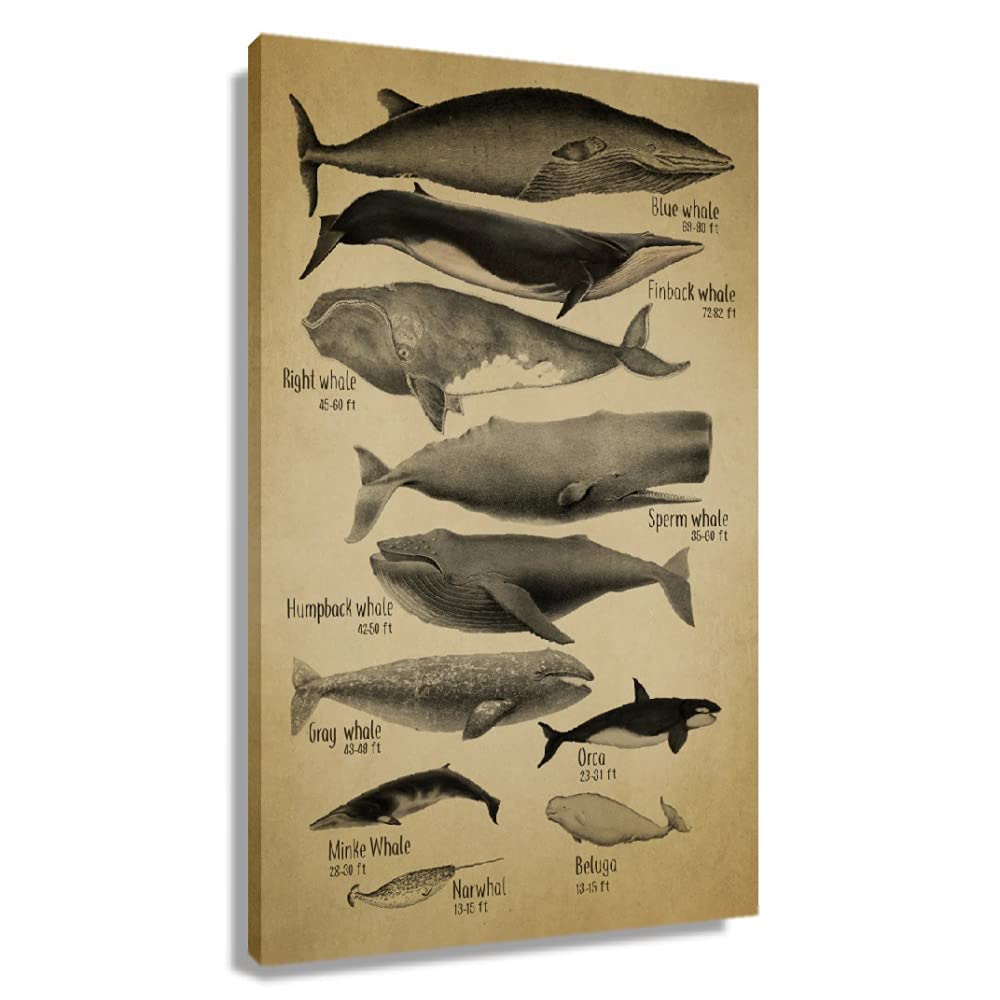 Whale Species Chart
