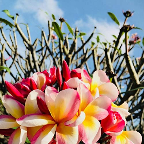 Frangipani Wind de Eric Golub en Amazon Music Unlimited