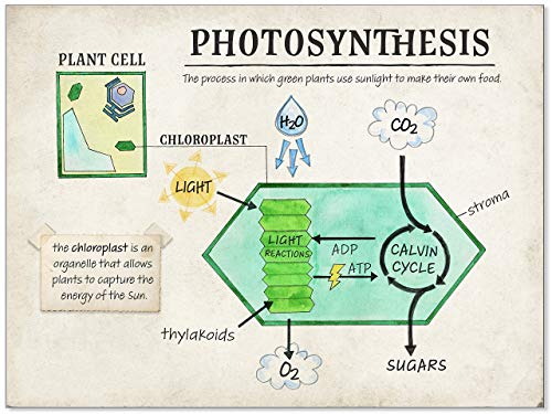 Amazon.com: Photosynthesis Cellular Function Classroom Poster ...