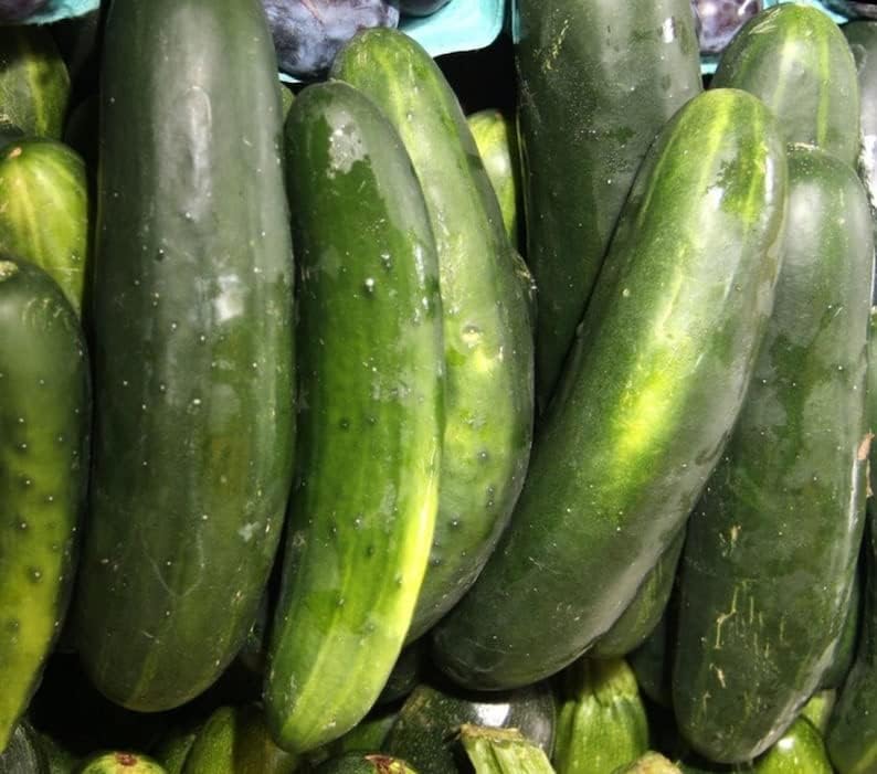 Straight Eight Pepino Seed CHK Semillas de verduras de jardín de ...