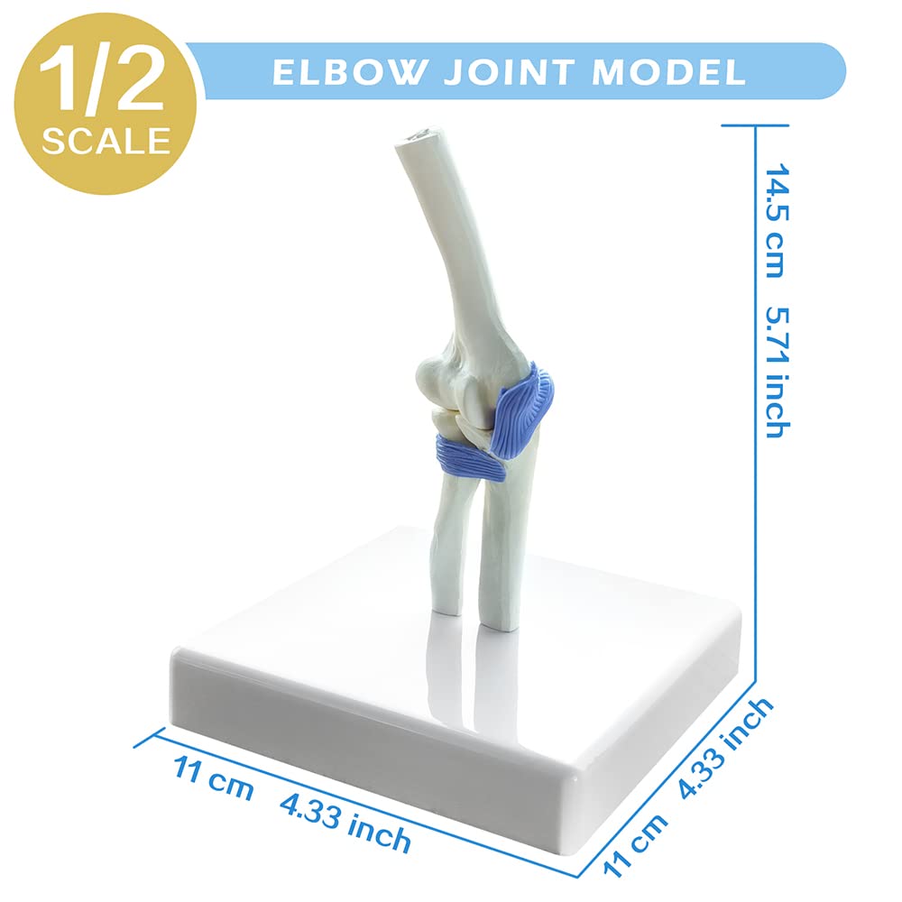 Snapklik.com : Mini Shoulder Knee Hip Elbow Joint Model Set, 1/2 Life ...