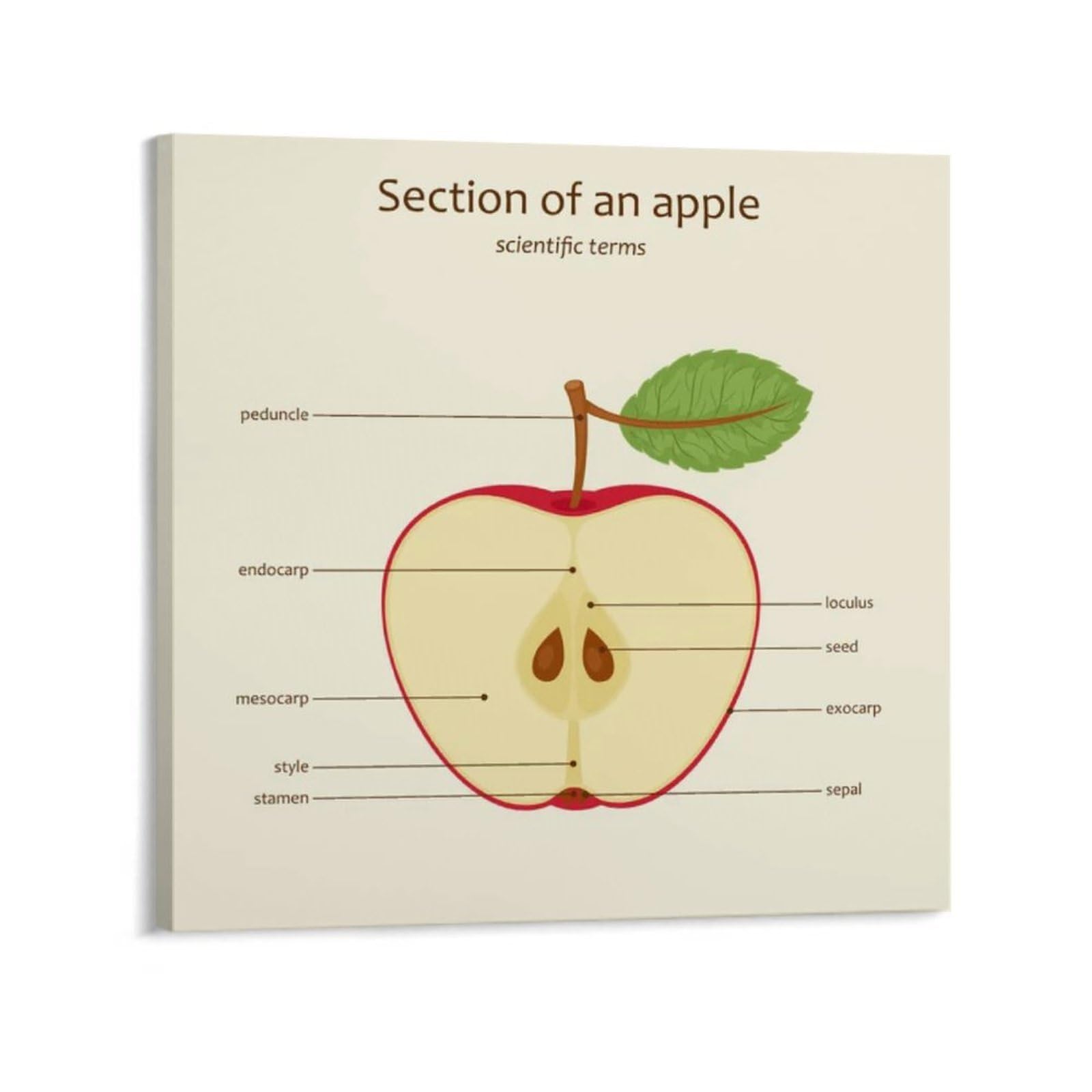 Apple Organizational Chart Wall Poster Apple's Organization Structure:
