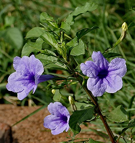 Ruellia - How to grow & care