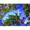 Amazon.com : 200 Blue Splash Lobelia Regatta Erinus Flower Seeds ...