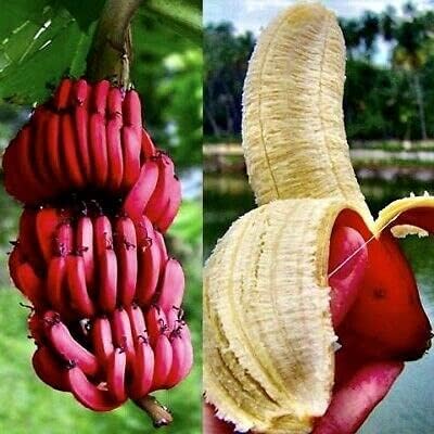 Amazon.co.jp: レッドバナナ植物、(Musa acuminata Red Dacca) トロピカルフルーツ植物 : DIY・工具・ガーデン