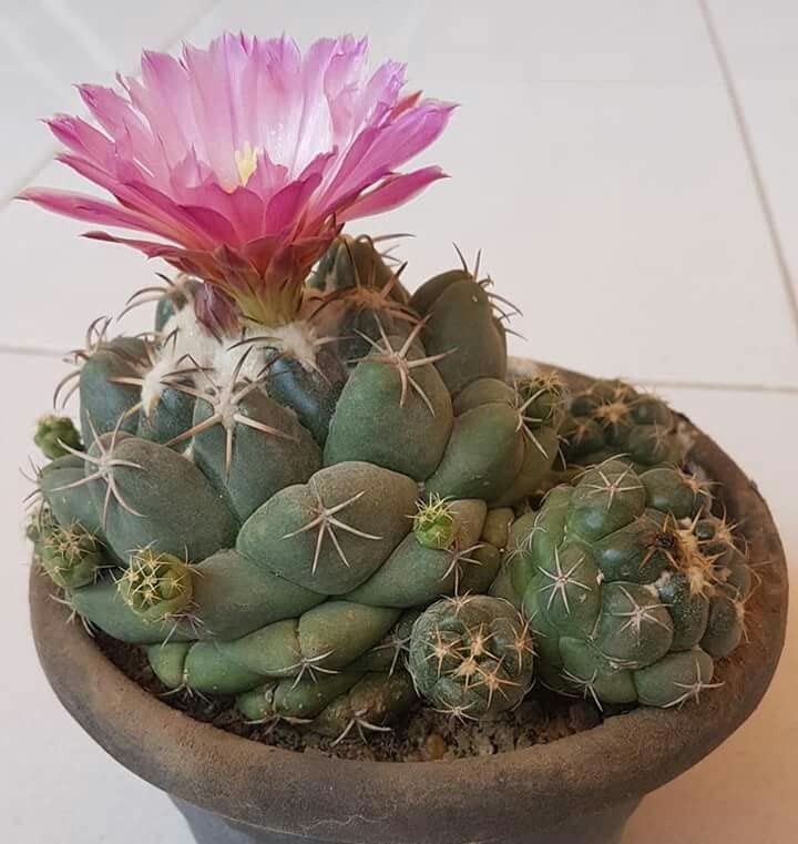 Coryphantha - How to grow & care