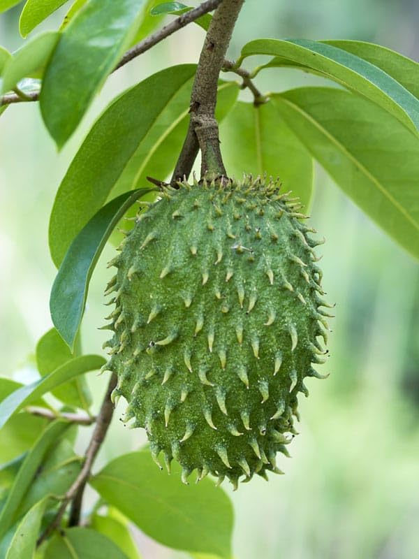 GreenEarth Original Soursop Cancer Treatment Fruit Plant, Korosol ...