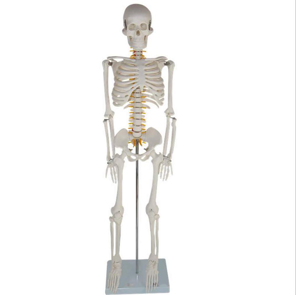 Buy D&F Human Skeleton Anatomical,Life-size With Stand Model for ...