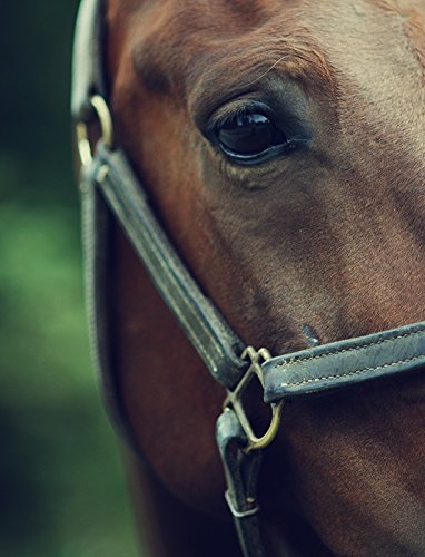 Amazon.com: Horse Photograph - 8x10 Photography - Equinox - Animal Wall ...