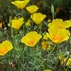 Amazon.com : 4000 Dwarf Golden West California Poppy Seeds - State ...