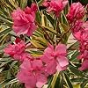 Amazon.com : Twist of Pink Variegated Oleander Plant Live (2 Gallon ...