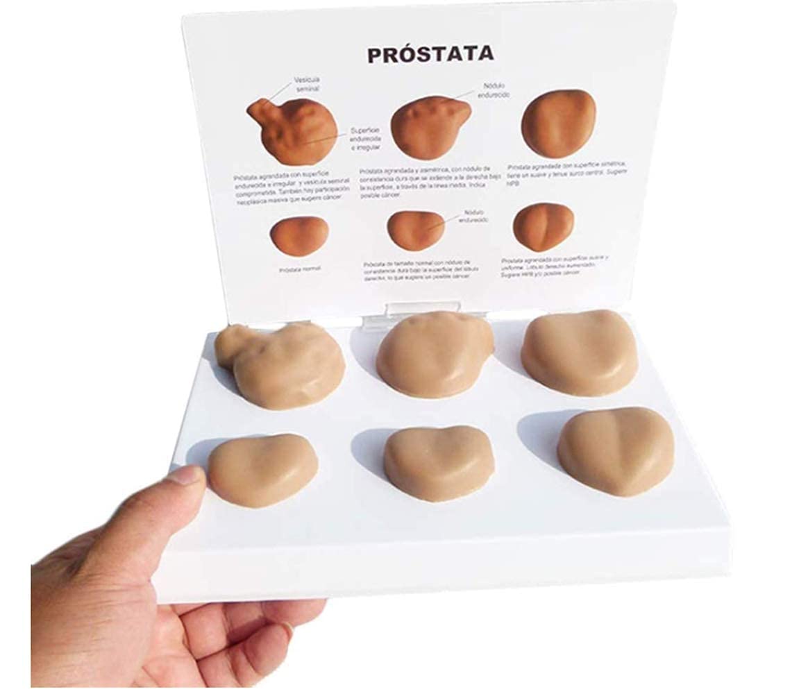 Buy LBYLYH Male anatomic model of the prostate, model of human ...