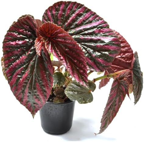 Amazon.com : Begonia brevirimosa subp. Exotica 'Edinburgh', Edinburgh ...