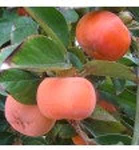 Amazon.com : Fuyu Persimmon Tree, 3-4 Year Old (3-3.5 Ft), Potted ...