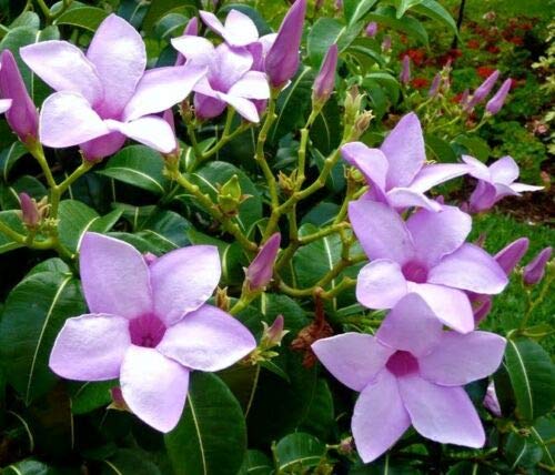 Cryptostegia grandiflora - How to grow & care