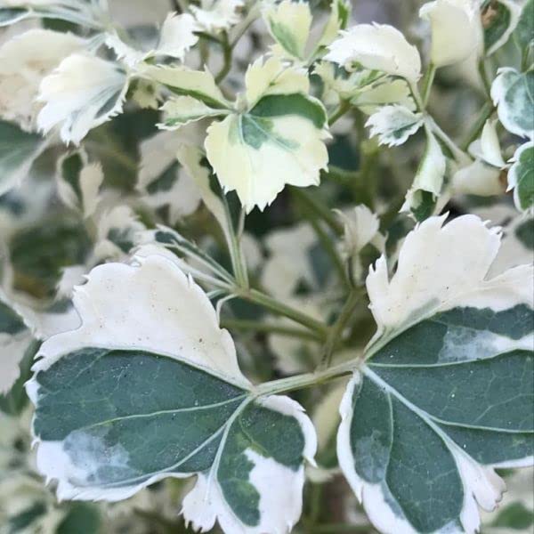 littlejungle Aralia Miniature White Variegated- Healthy Live Plant with ...