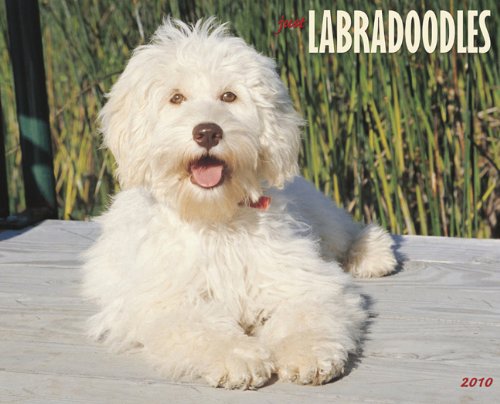 Just Labradoodles 2010 Calendar: Willow Creek Press: 9781595439406 ...