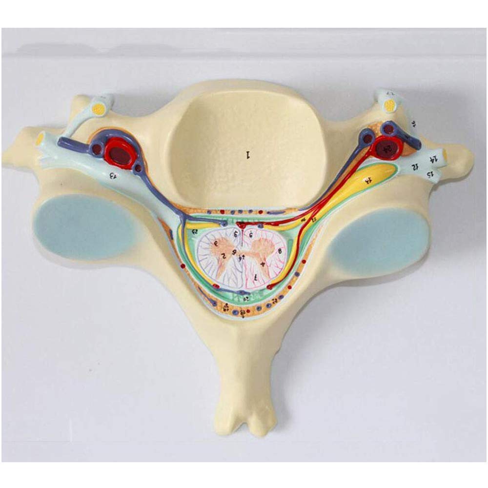 Buy XUELIN-8 Study Model Medical Anatomical Fifth Cervical Spine Model ...