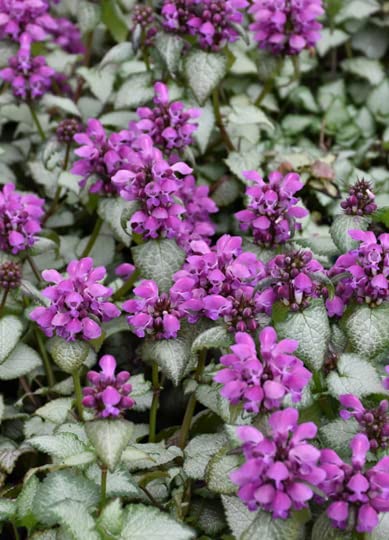 Lamium - How to grow & care