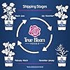 Amazon.com : Fresh Roses for Delivery Prime, Red Roses Live Rose Bush ...