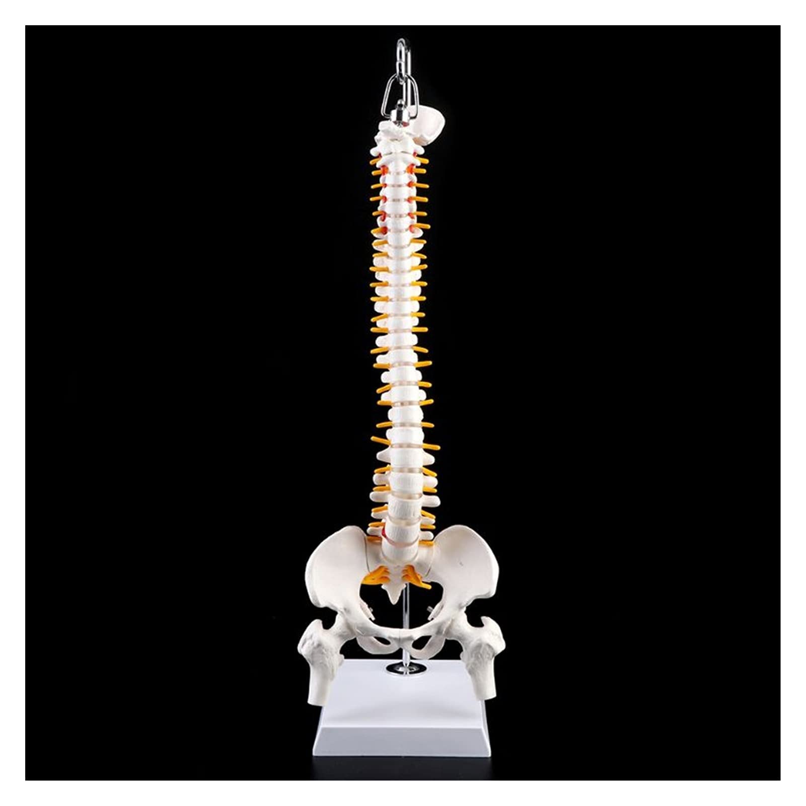Anatomical Mini Vertebral Column Elastic Model